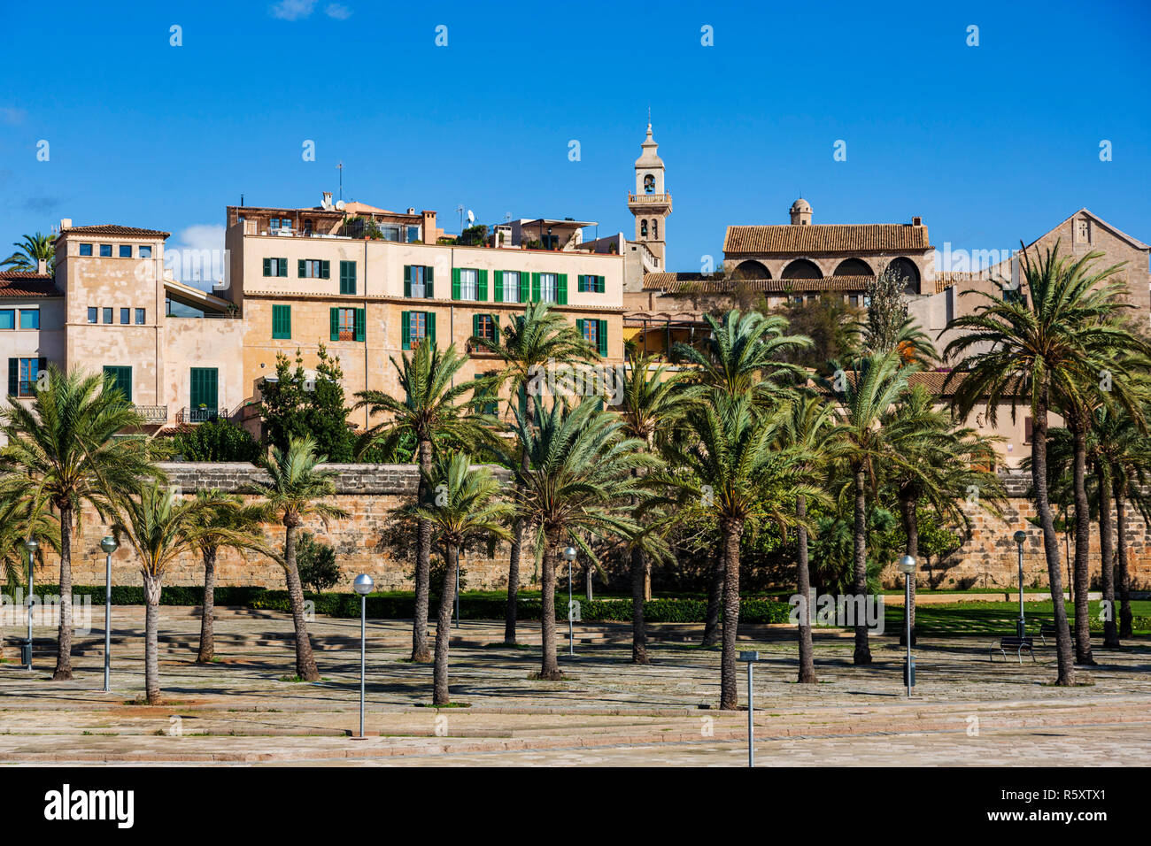 Palm trees in majorca hi-res stock photography and images - Alamy