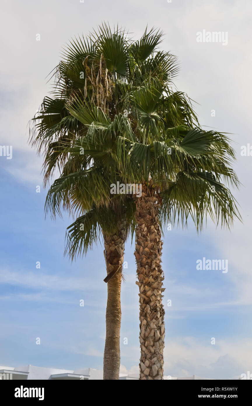 Isolated palm tree in a garden Stock Photo - Alamy
