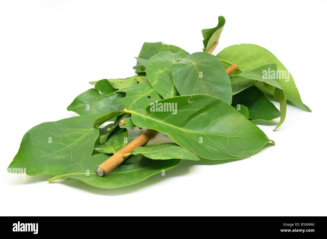 Indonesian Bay Leaf Stock Photo - Alamy
