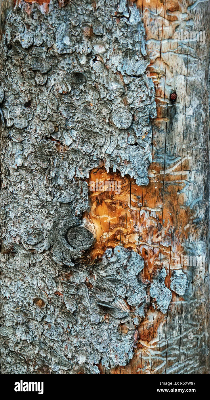 The texture of a tree damaged by a forest pest by a beetle bark. Aisles ...