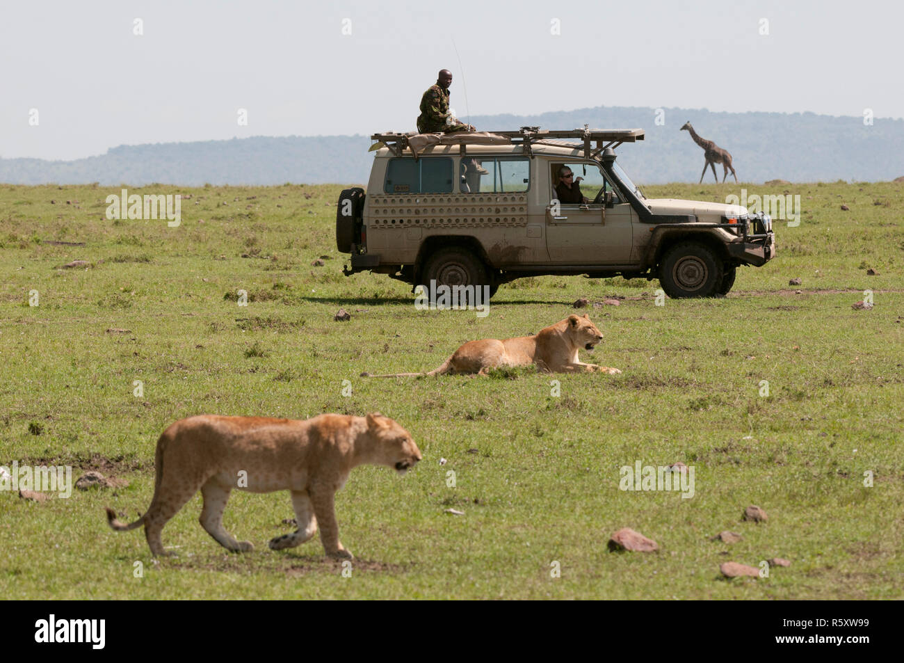 Lion (Panthera leo), Masai Mara, Kenya Stock Photo - Alamy