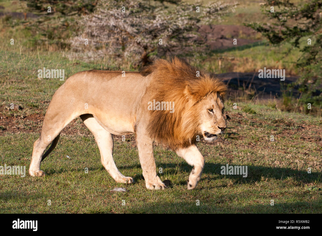 Lion (Panthera leo), Masai Mara, Kenya Stock Photo - Alamy