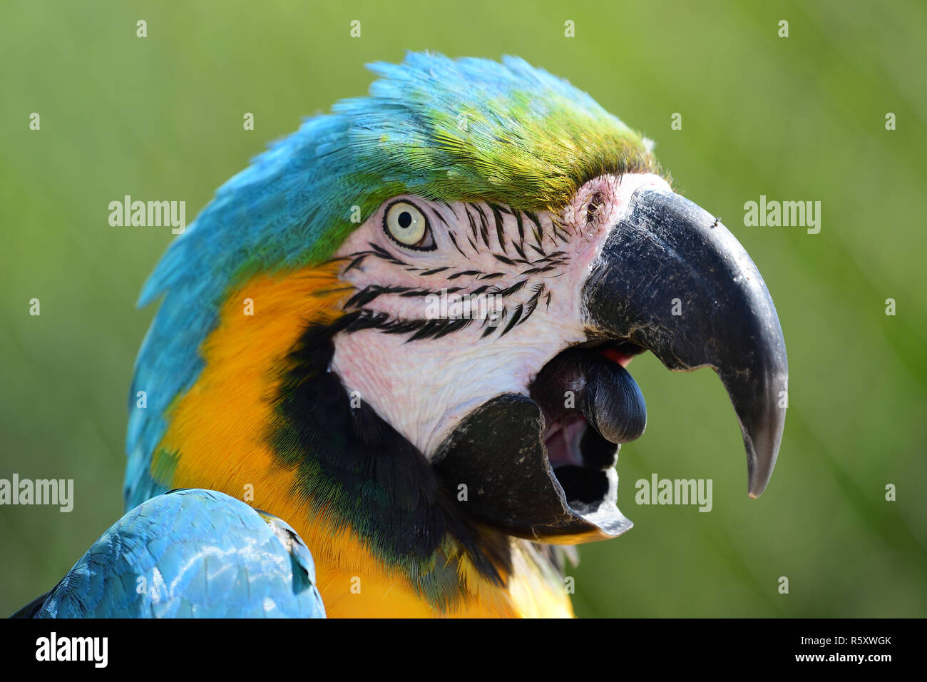 Parrot open mouth hi-res stock photography and images - Alamy