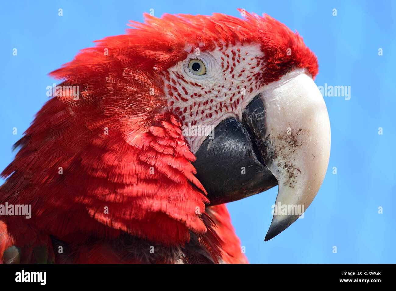 Side View Bright Red Parrot High Resolution Stock Photography and ...