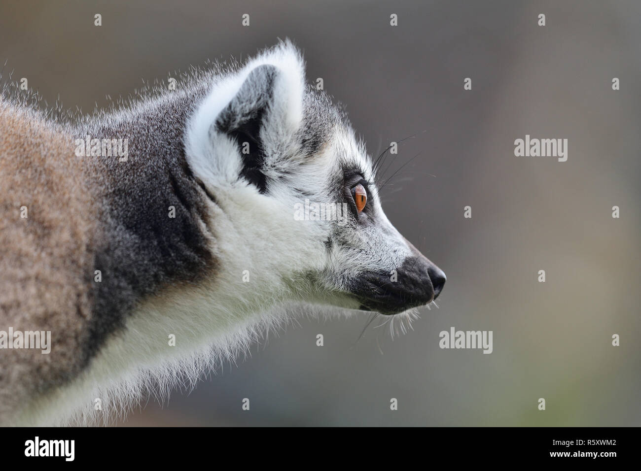 Head shot of a ring tailed lemur (Lemur catta Stock Photo - Alamy