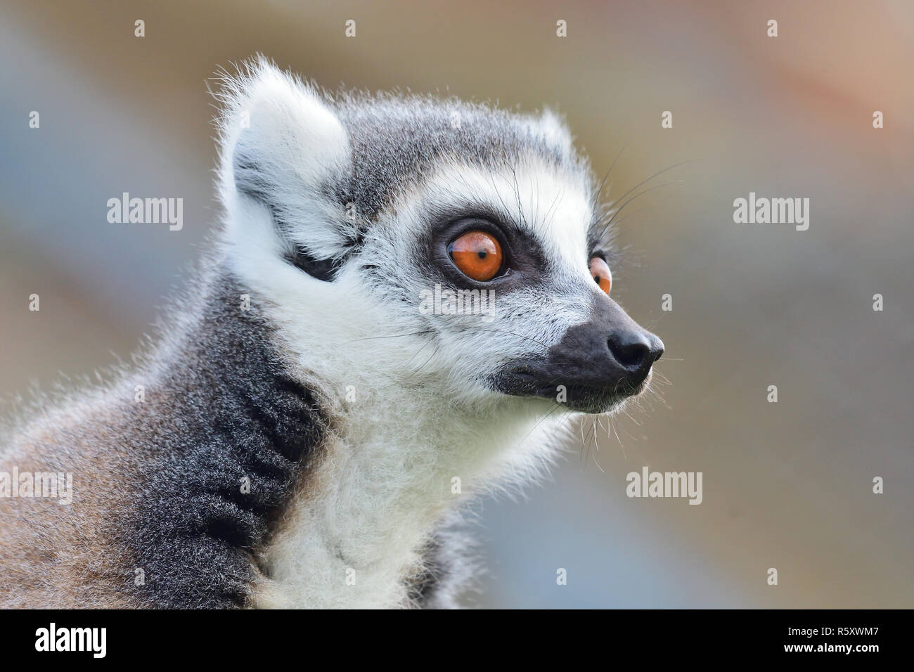 Head shot of a ring tailed lemur (Lemur catta Stock Photo - Alamy