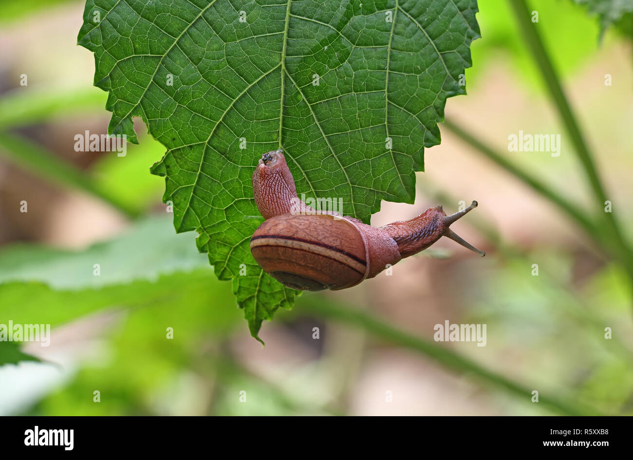 Indian land garden snail looking to get out of plant leaf in Kerala ...
