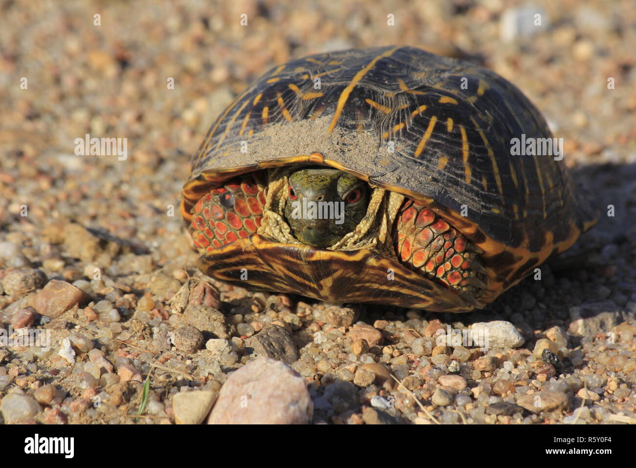 Box turtle shell feet hi-res stock photography and images - Alamy