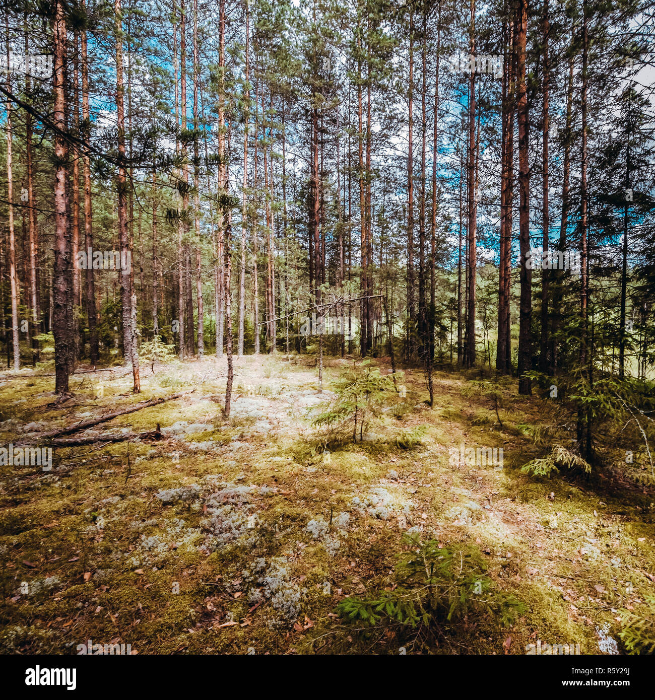 Forest outdoor landscape Stock Photo - Alamy