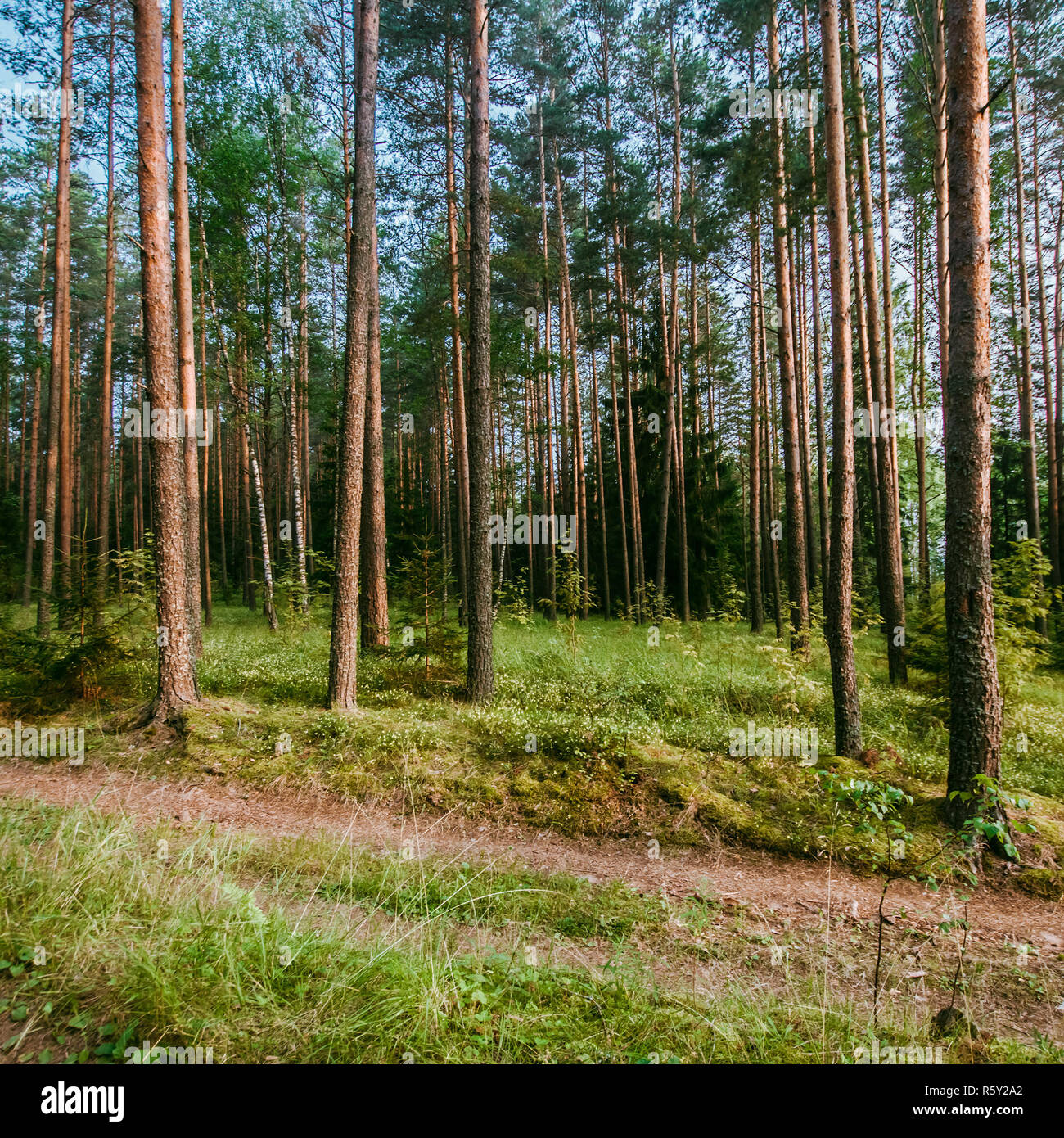 Ecology background outdoor landscape Stock Photo - Alamy