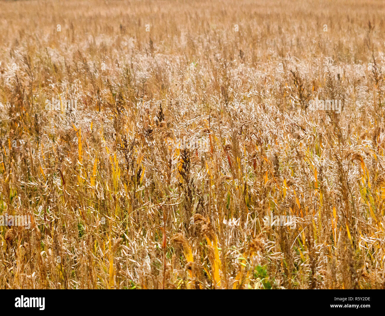 autumn crop field background texture agriculture farming industry Stock ...