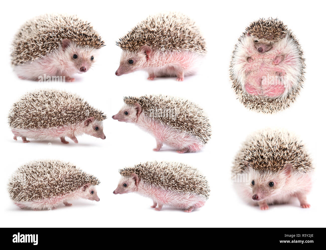Full Grown Pet Hedgehog