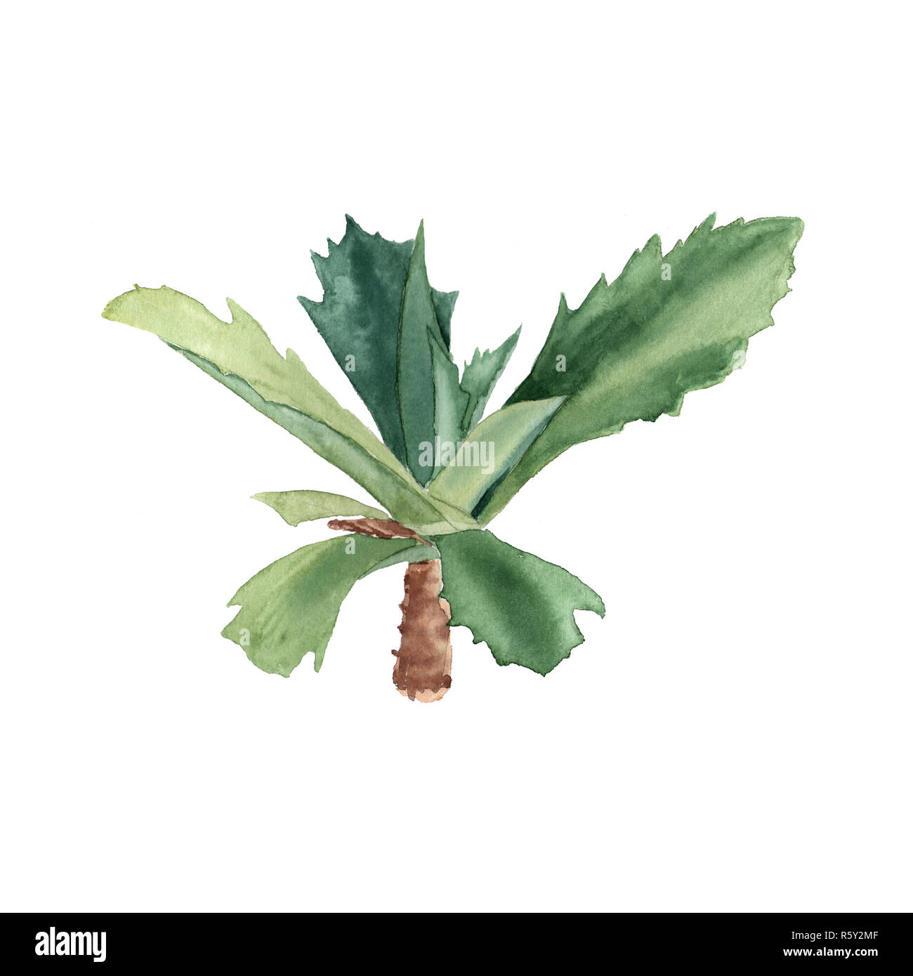 Tropical plant kalanchoe. Botanical watercolor illustration on white ...
