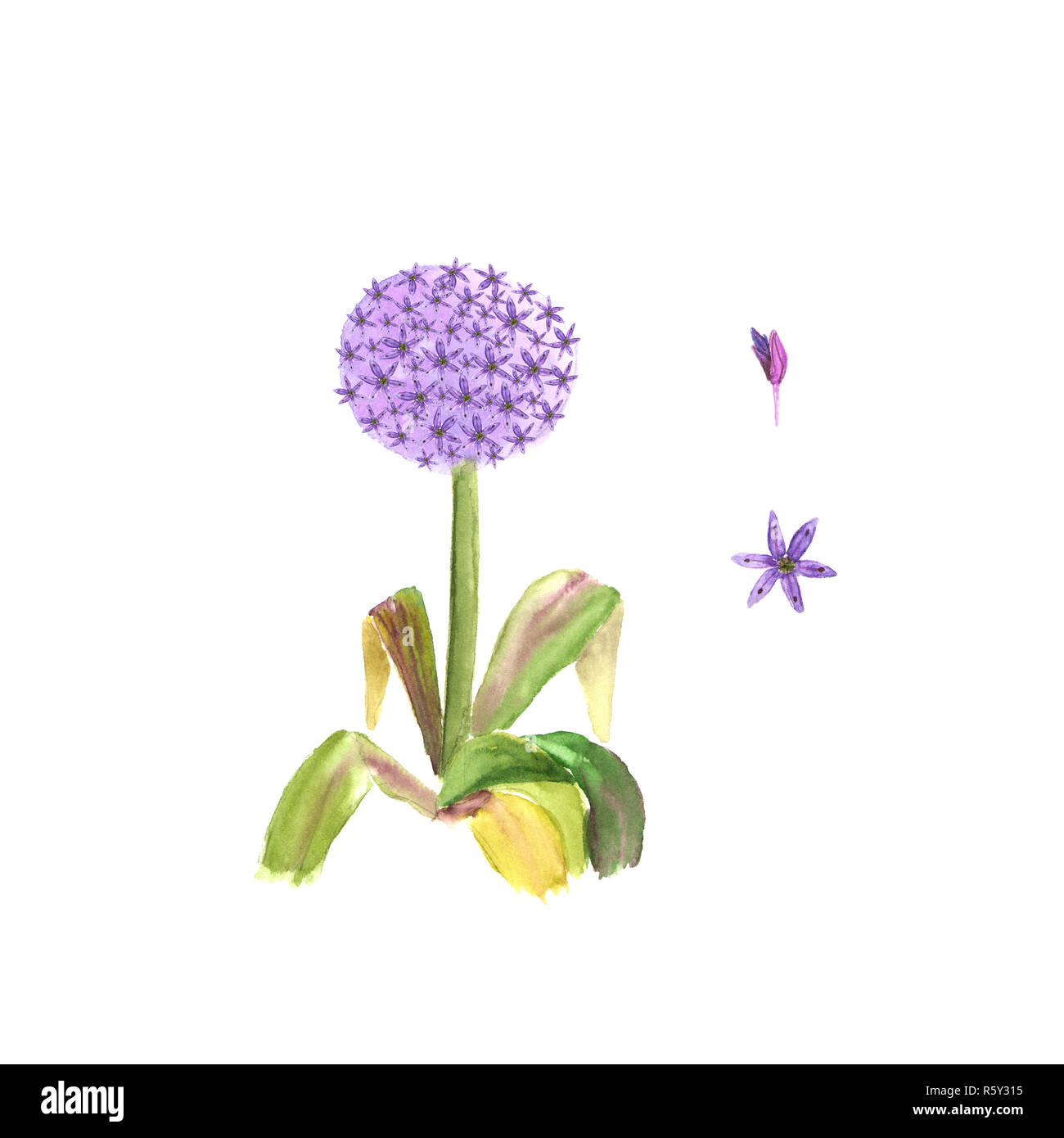Watercolor allium flowers. Illustration on white background Stock Photo ...
