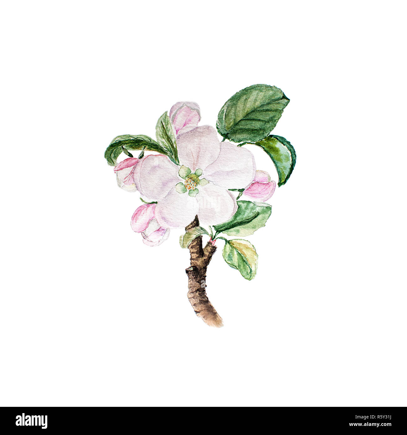 Botanical watercolor illustration sketch of apple blossom on white ...