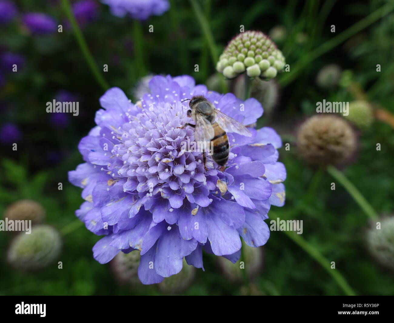 Melbourne bee hi-res stock photography and images - Alamy