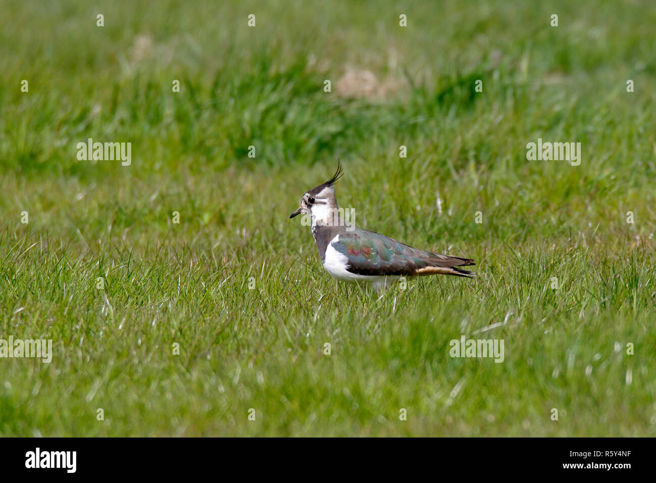 lapwing looking for food in a meadow Stock Photo - Alamy