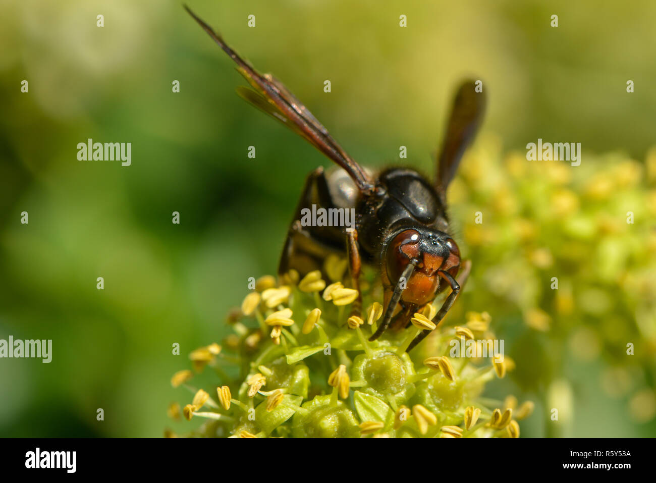 Asiatic hornet hi-res stock photography and images - Alamy