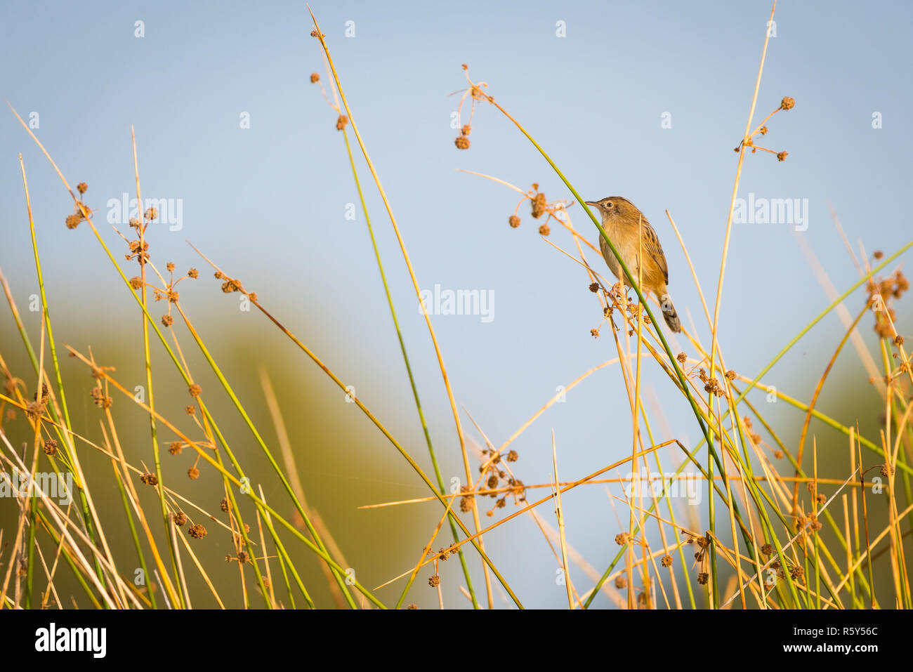 Buitrón hi-res stock photography and images - Alamy