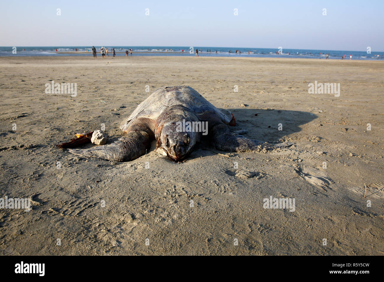 A dead Sea turtle stranded on the beach of Saint Martin Island. Cox’s ...