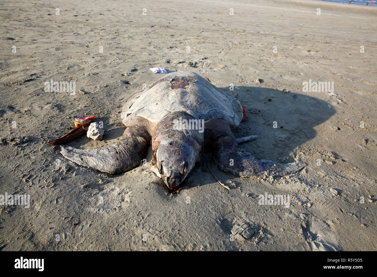 Plastic ocean waste turtle hi-res stock photography and images - Alamy