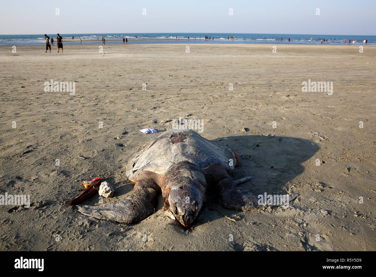 A dead Sea turtle stranded on the beach of Saint Martin Island. Cox’s ...