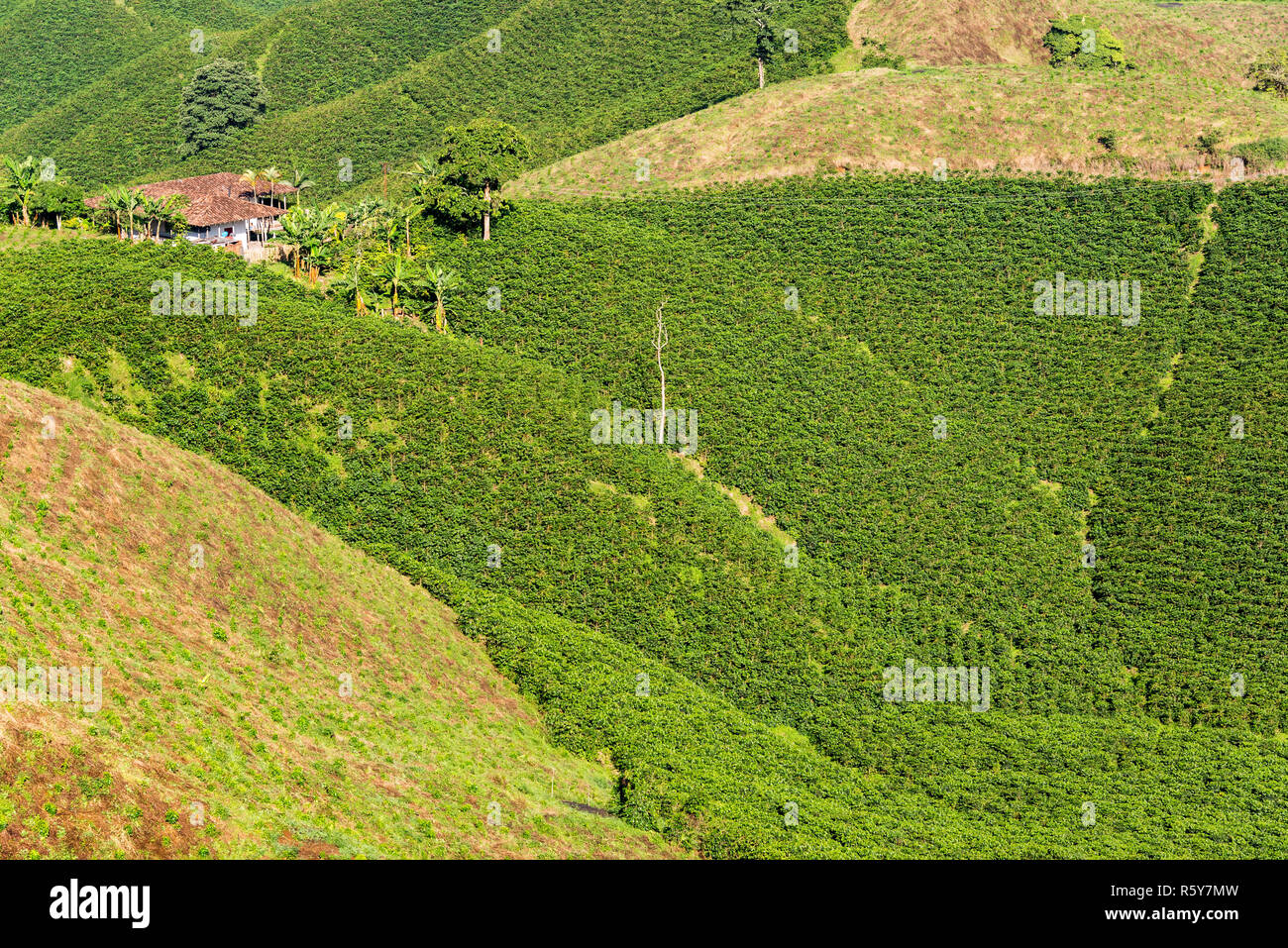 Colombian coffee plantations hi-res stock photography and images - Alamy