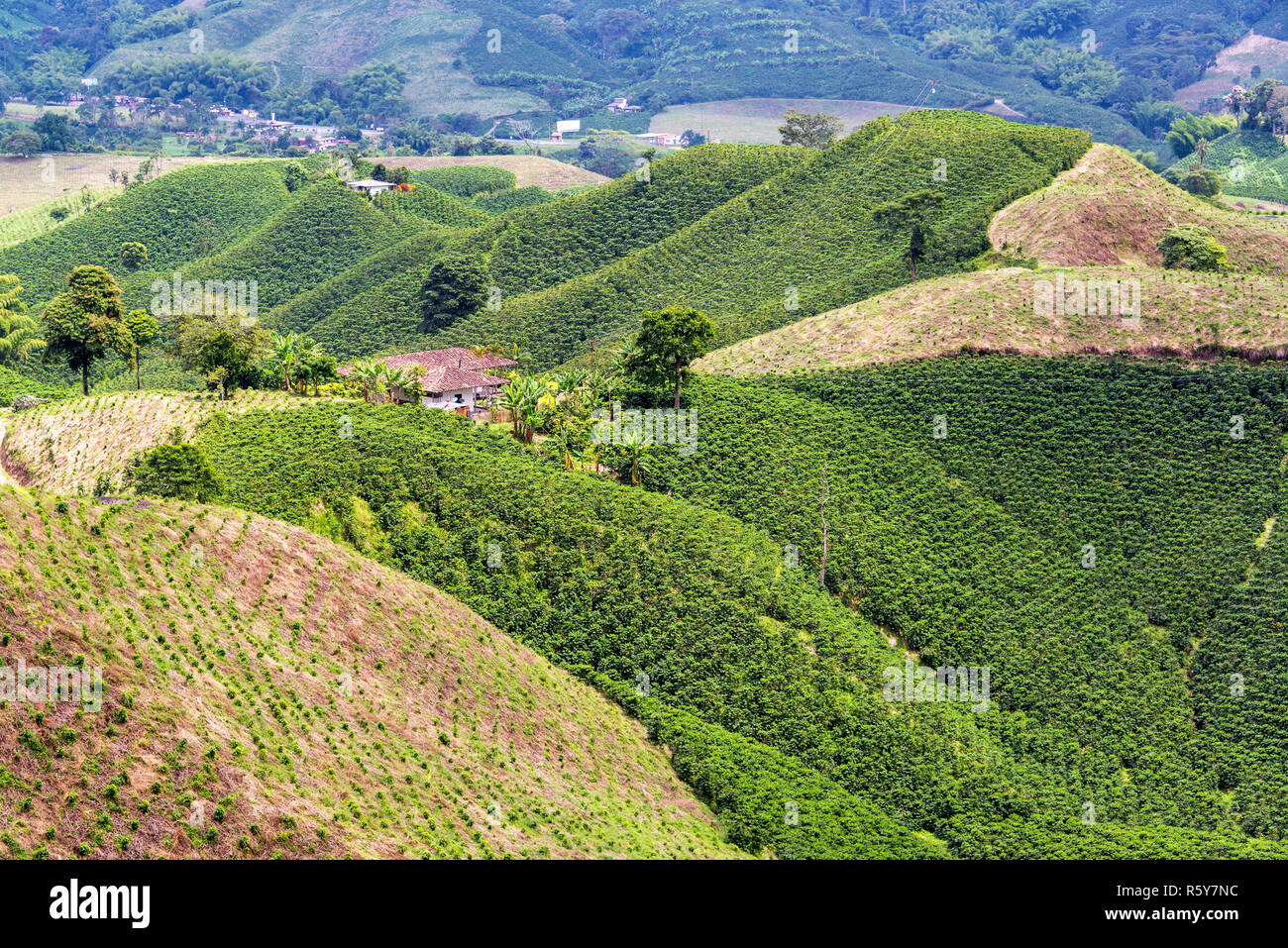 Colombian coffee plantations hi-res stock photography and images - Alamy