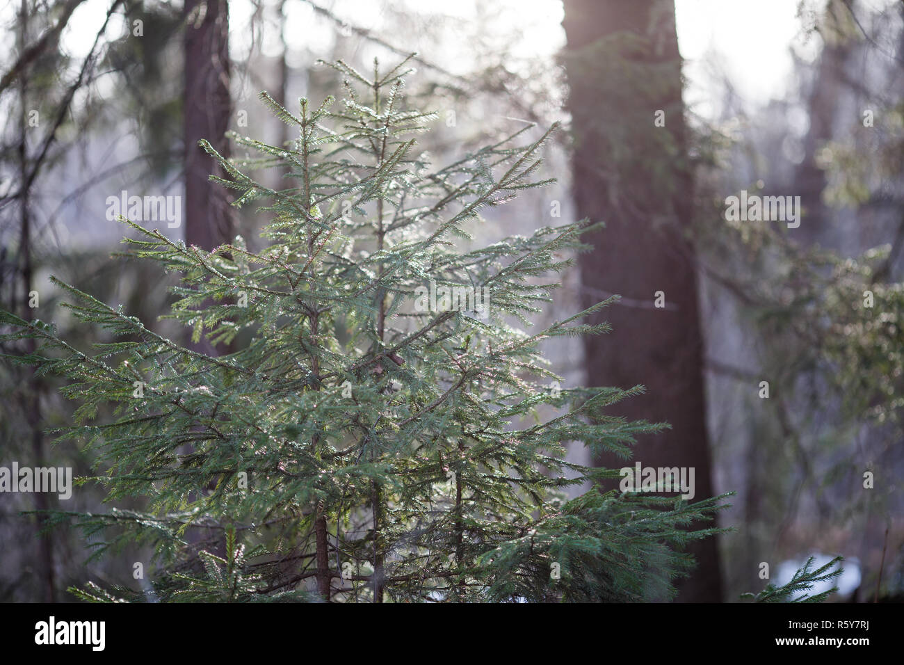 Little bit of snow hi-res stock photography and images - Alamy