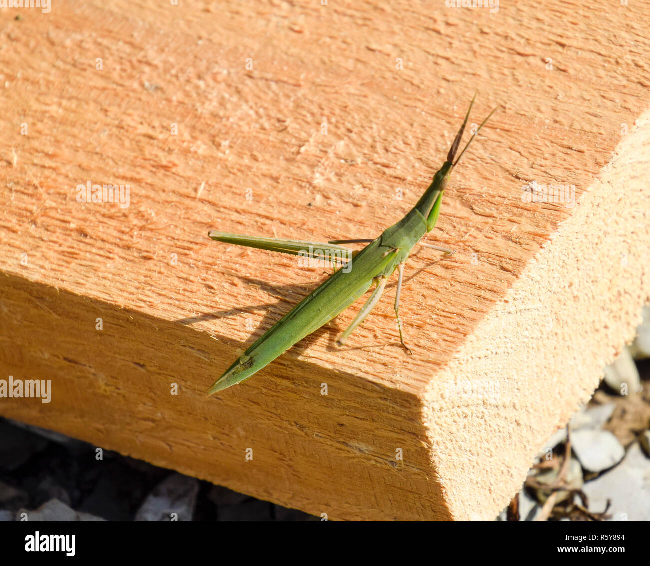 Eat agricultural crops hi-res stock photography and images - Alamy