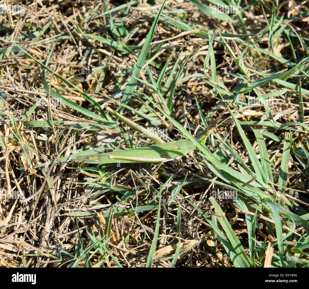 Green locust, wing insect. Pest of agricultural crops. Locusts o Stock ...