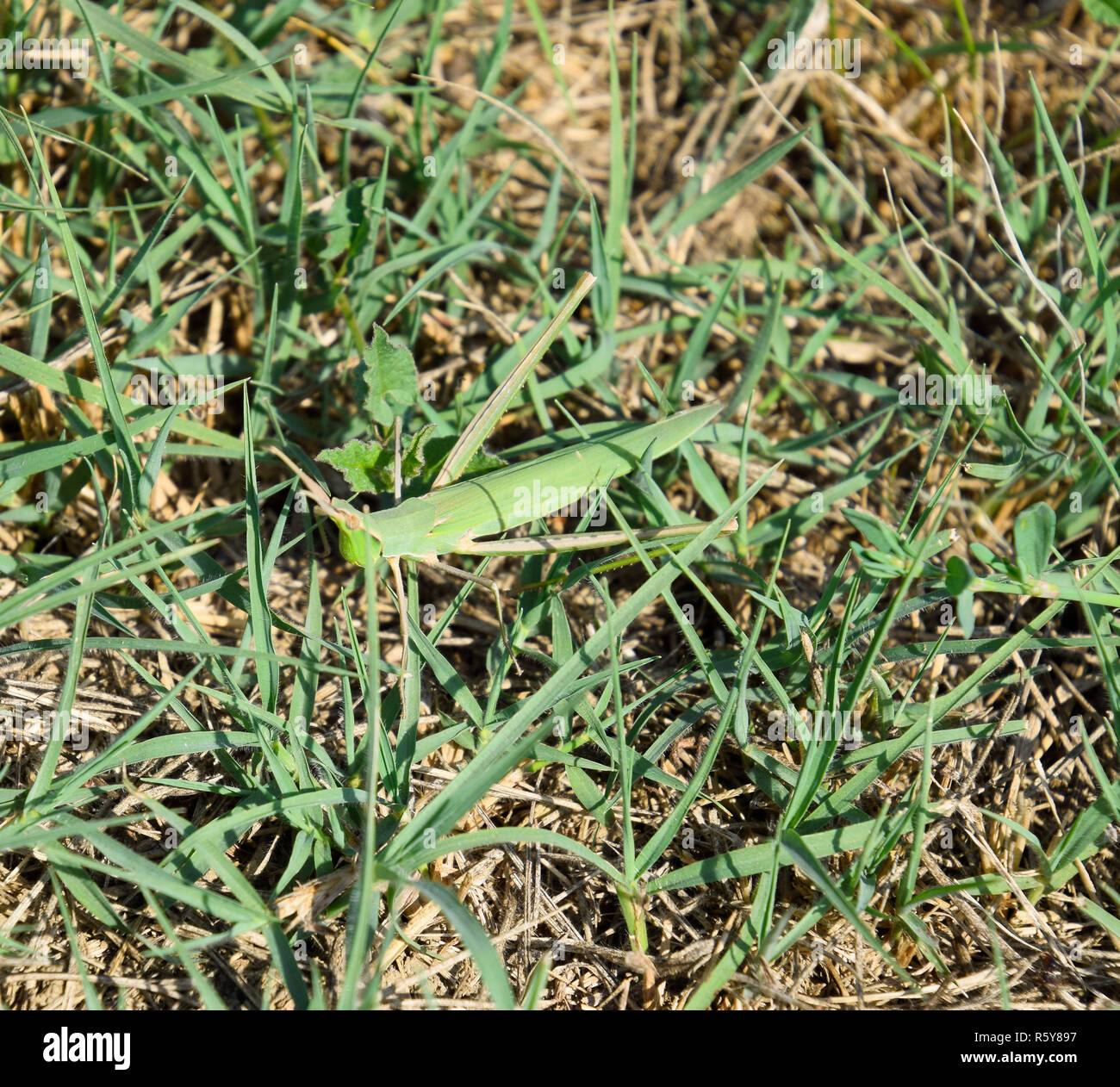 Green locust, wing insect. Pest of agricultural crops. Locusts o Stock ...
