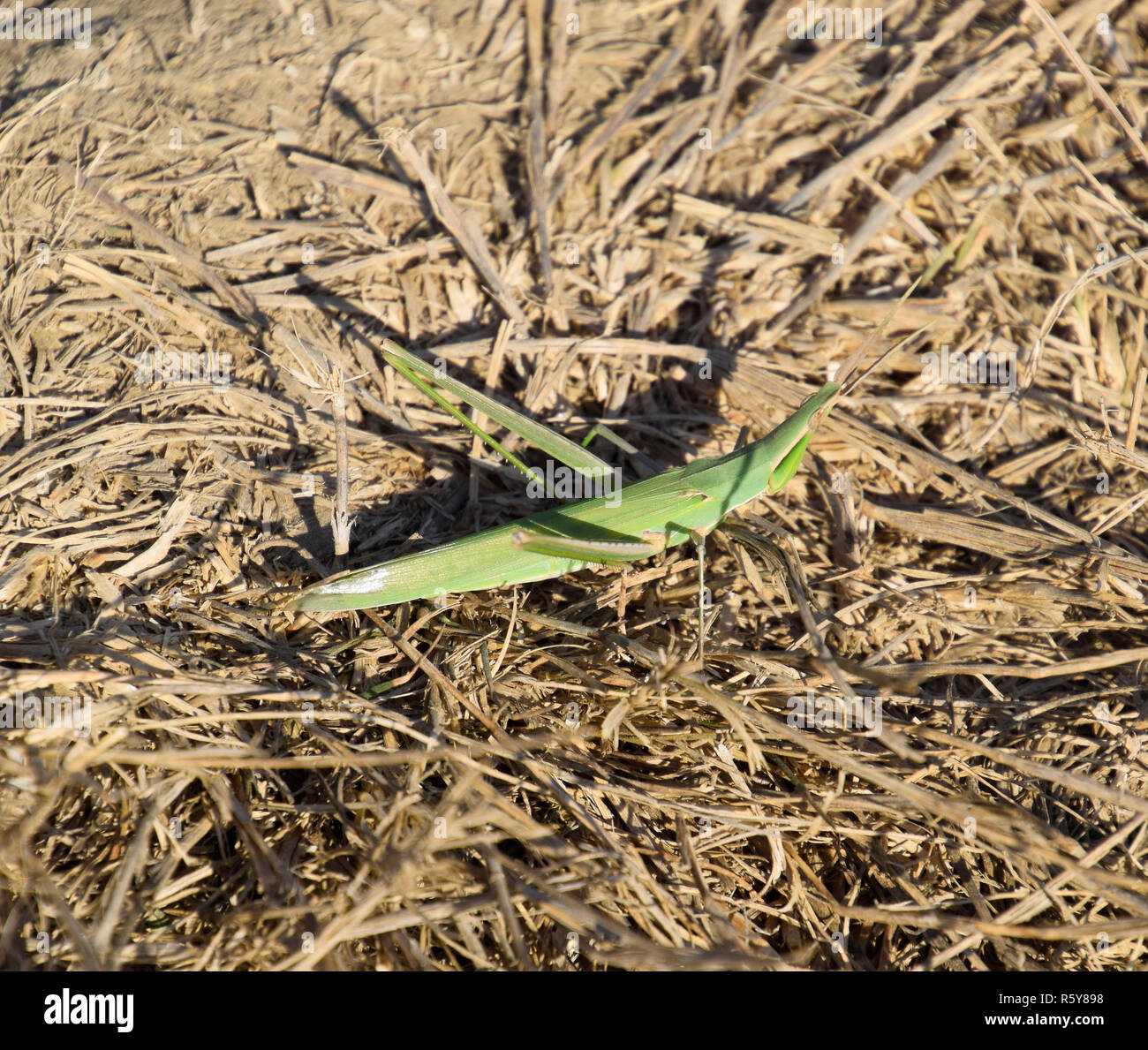Green locust, wing insect. Pest of agricultural crops. Locusts o Stock ...