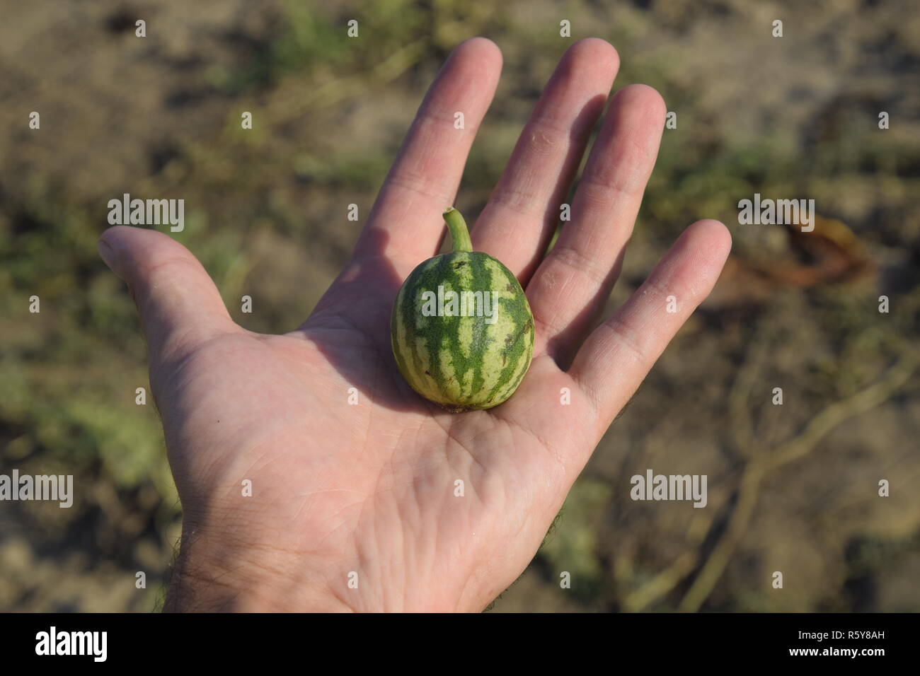 small watermelon in the palm of your hand. Ovary of watermelon Stock ...