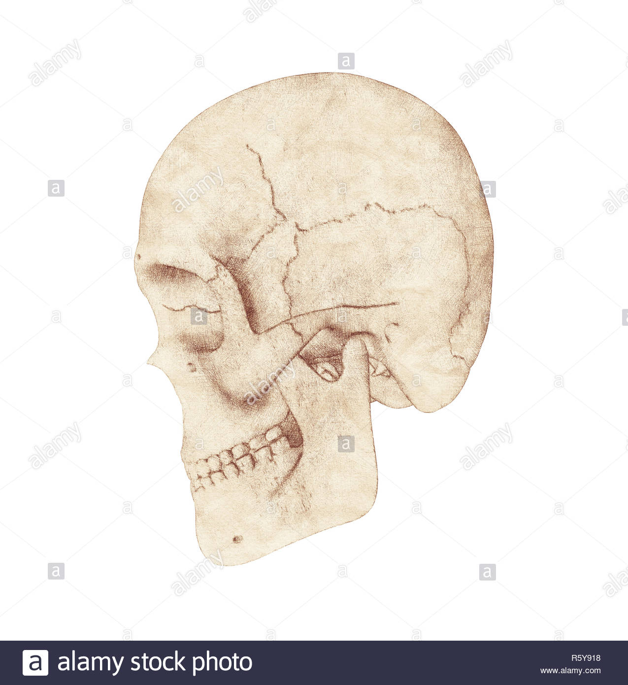 Anatomy Human Skull Side View Stock Photos & Anatomy Human Skull Side ... Anatomy Human Skull Side View Stock Photos & Anatomy Human Skull Side ...