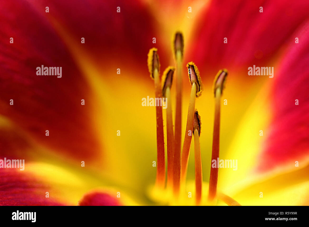 Red Daylily Stamens Stock Photo - Alamy