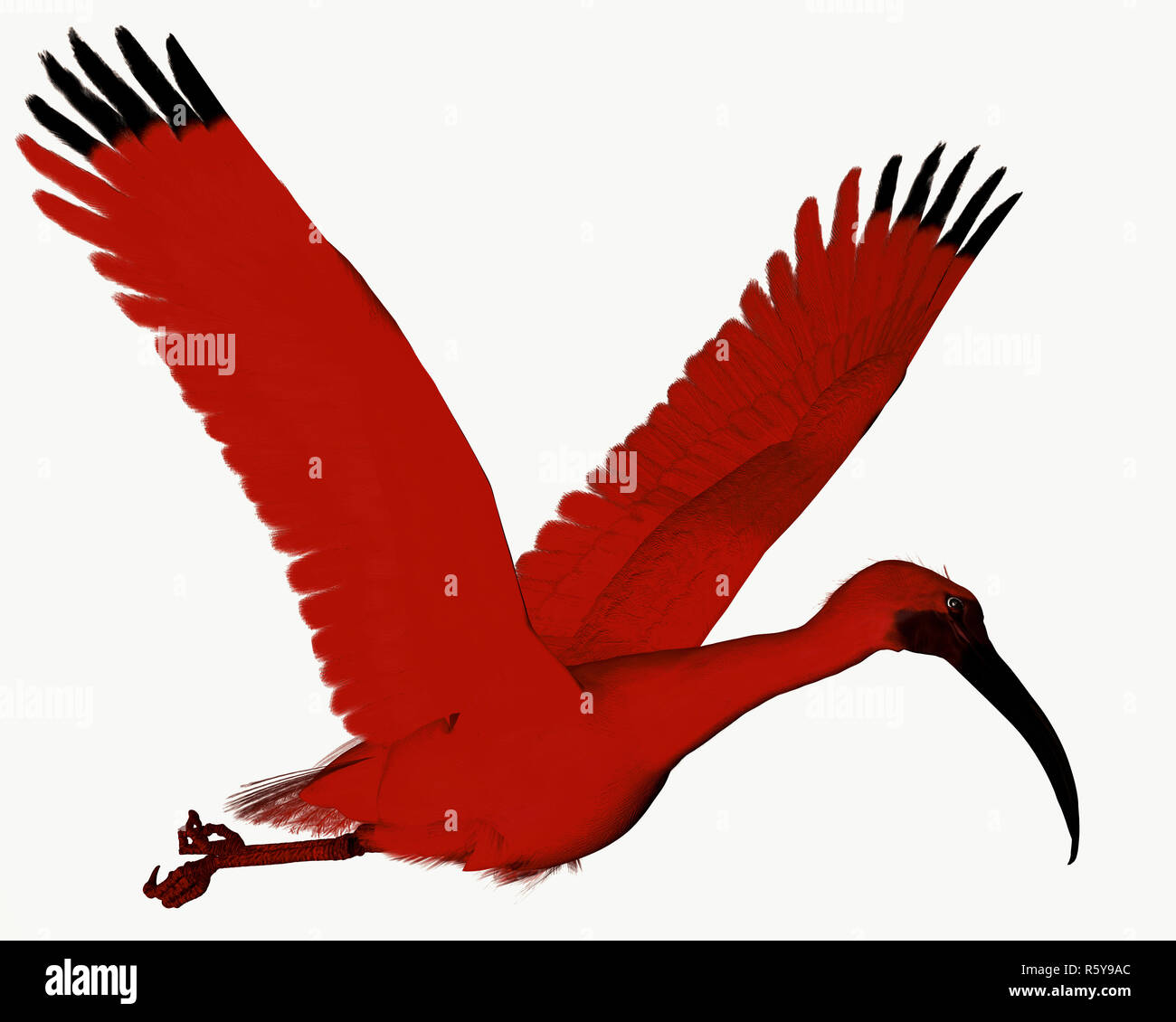 Species white ibis Cut Out Stock Images & Pictures - Alamy