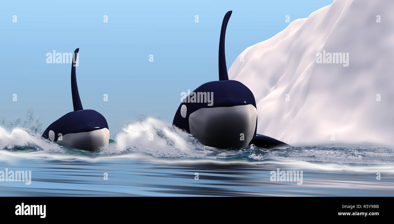 Two Orca Whales Stock Photo - Alamy