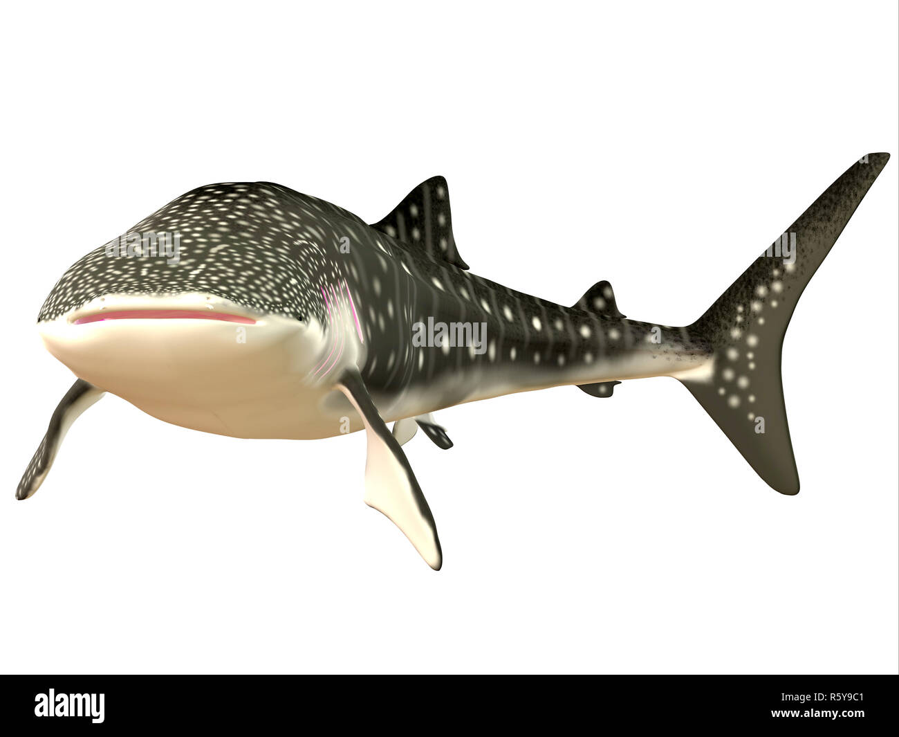 Whale Shark Profile Stock Photo - Alamy