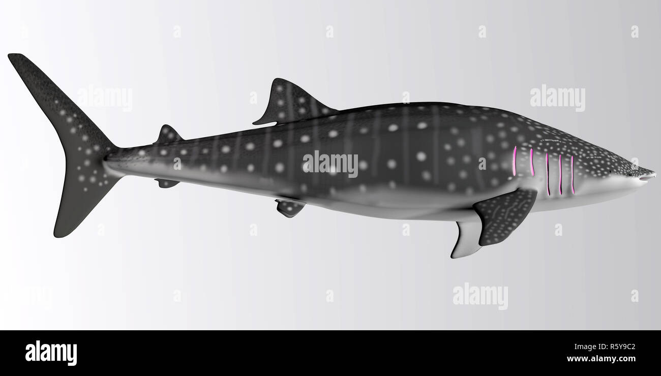 Whale Shark Side Profile Stock Photo - Alamy