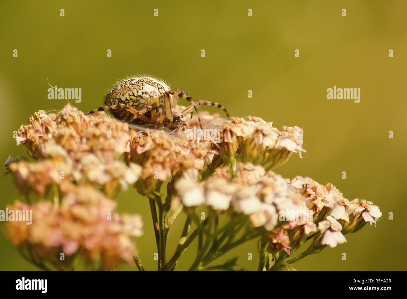 Spider on flower. Photo close up. Predator mimicry Stock Photo - Alamy