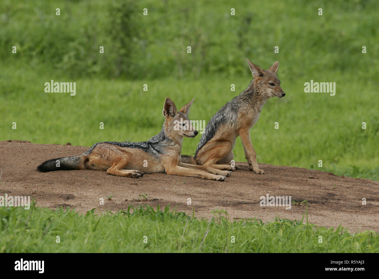 Wolf chase safari hi-res stock photography and images - Alamy