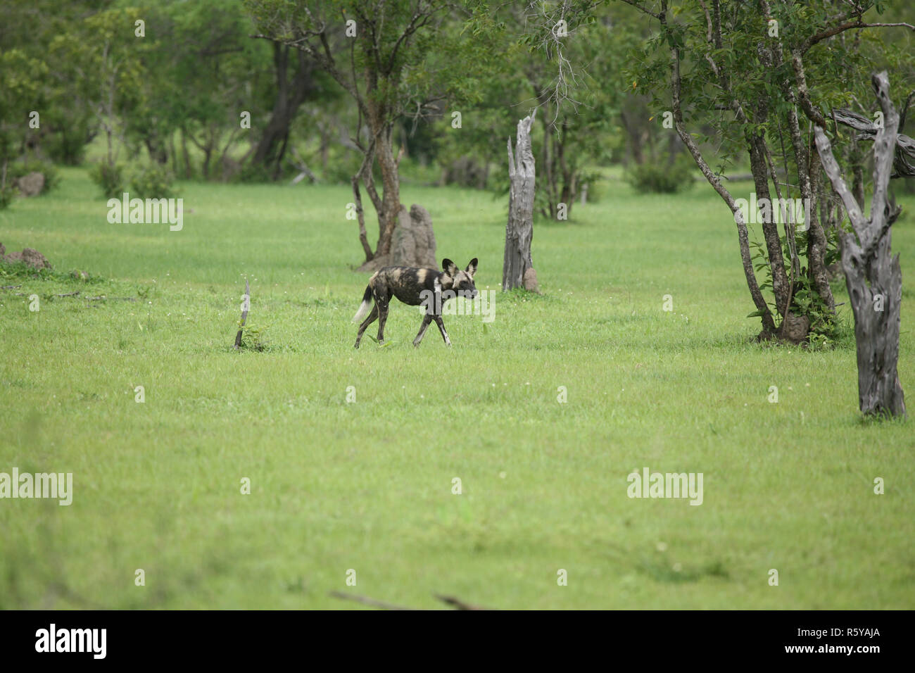 Wolf chase safari hi-res stock photography and images - Alamy