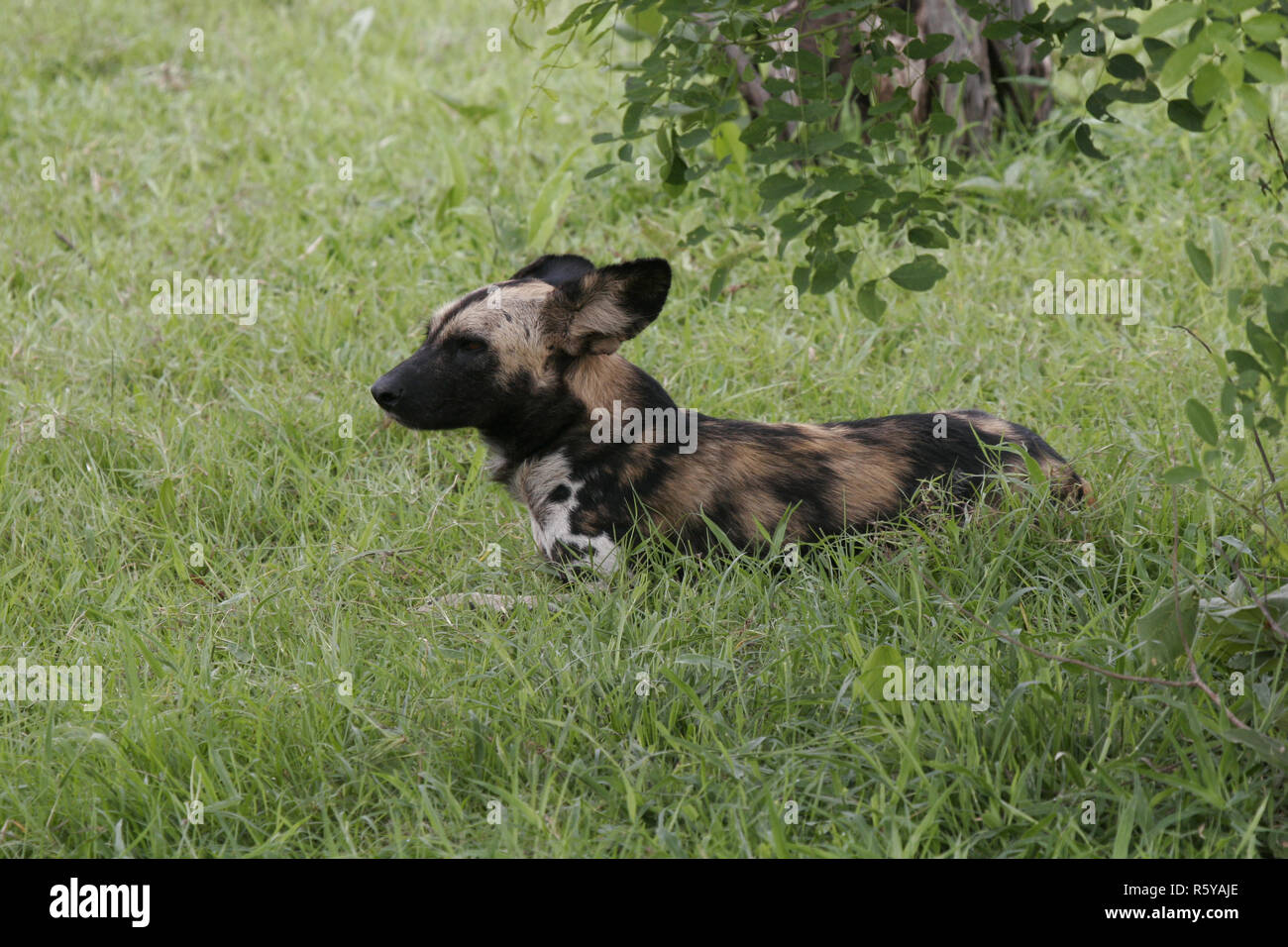 Wolf chase safari hi-res stock photography and images - Alamy