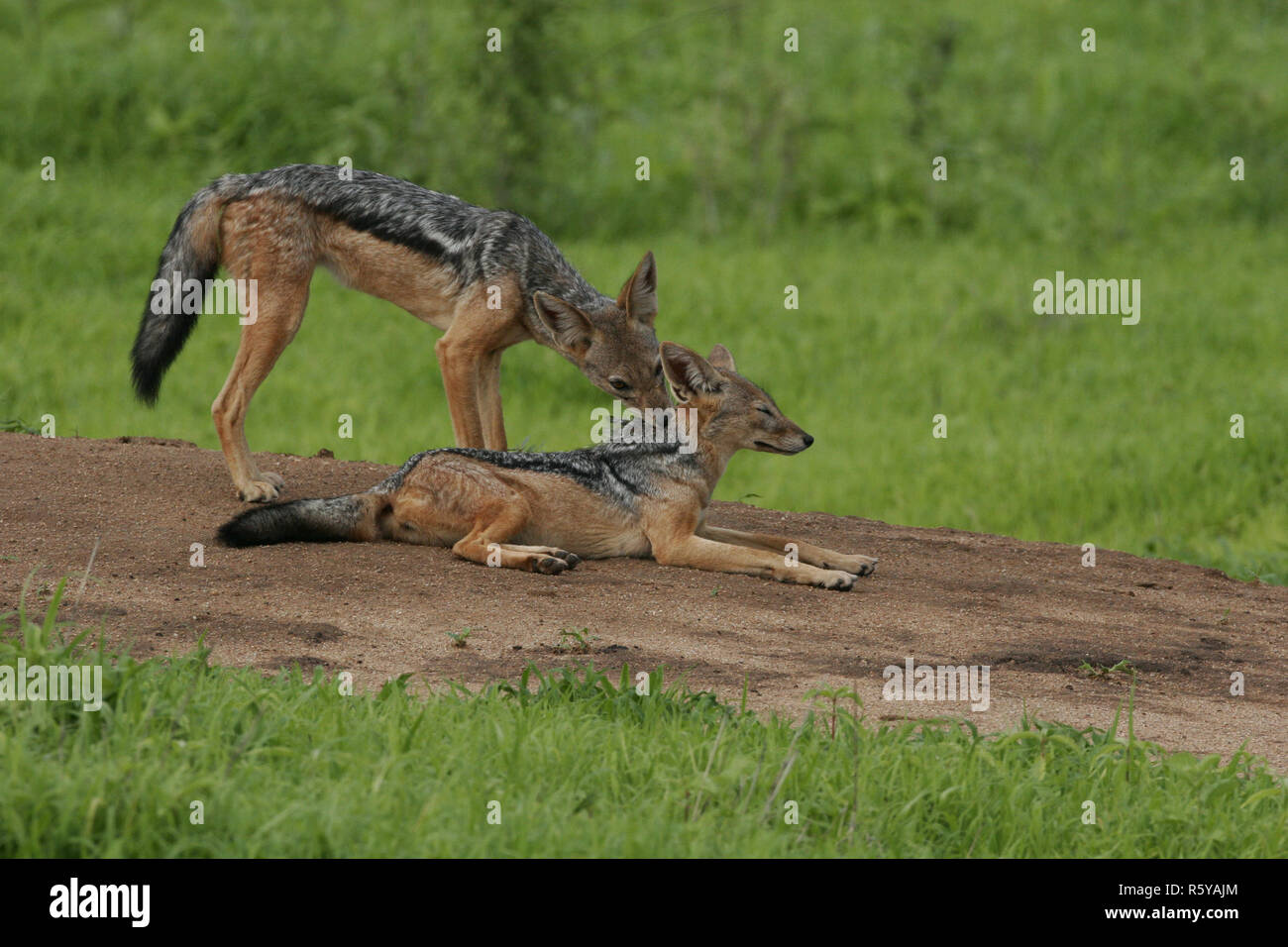 Wolf chase safari hi-res stock photography and images - Alamy