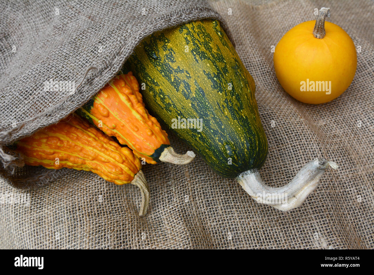 Three gourds in a burlap sack with yellow ornamental squash Stock Photo ...