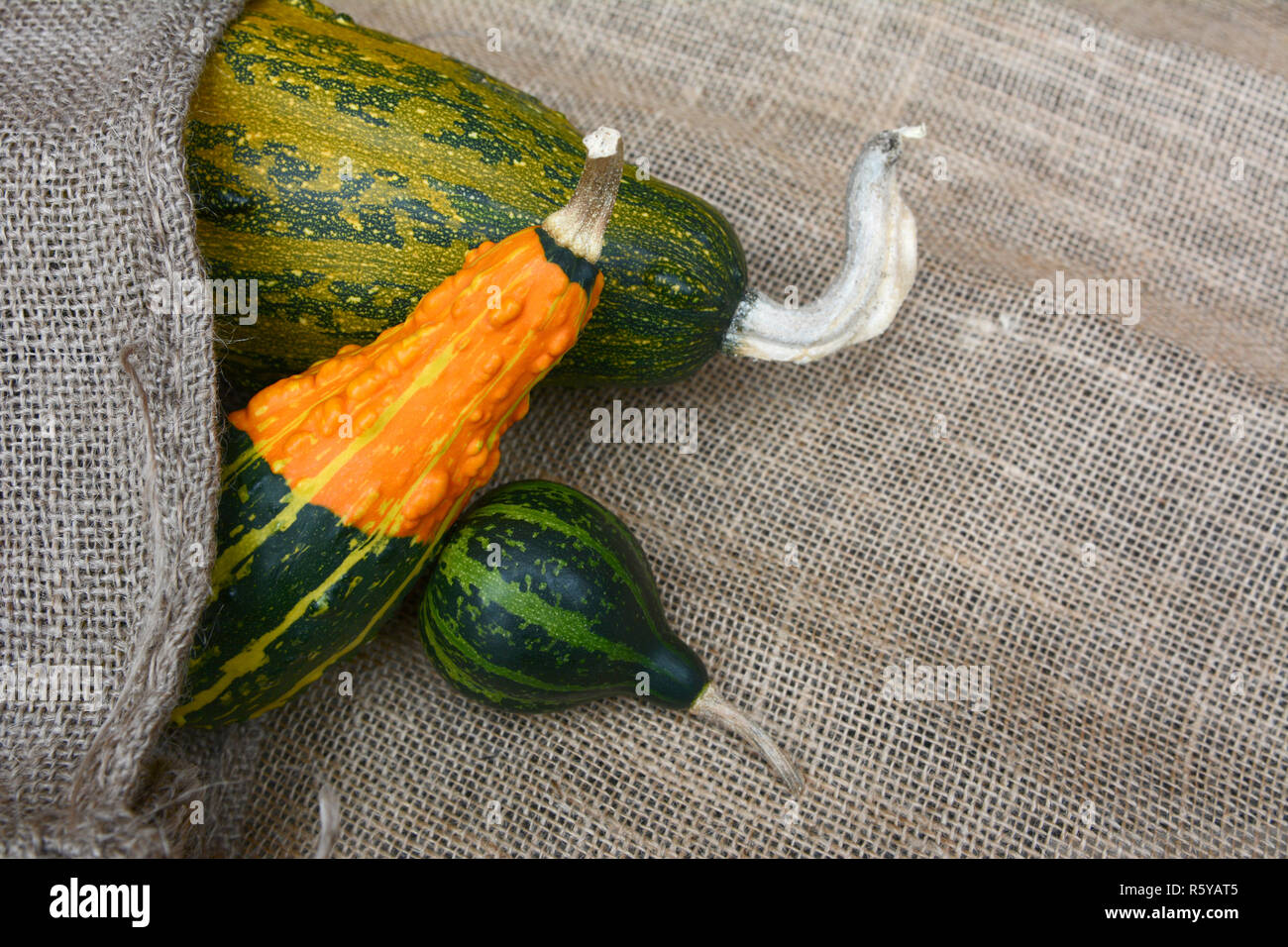 Striped orange and green gourds in different shapes Stock Photo - Alamy