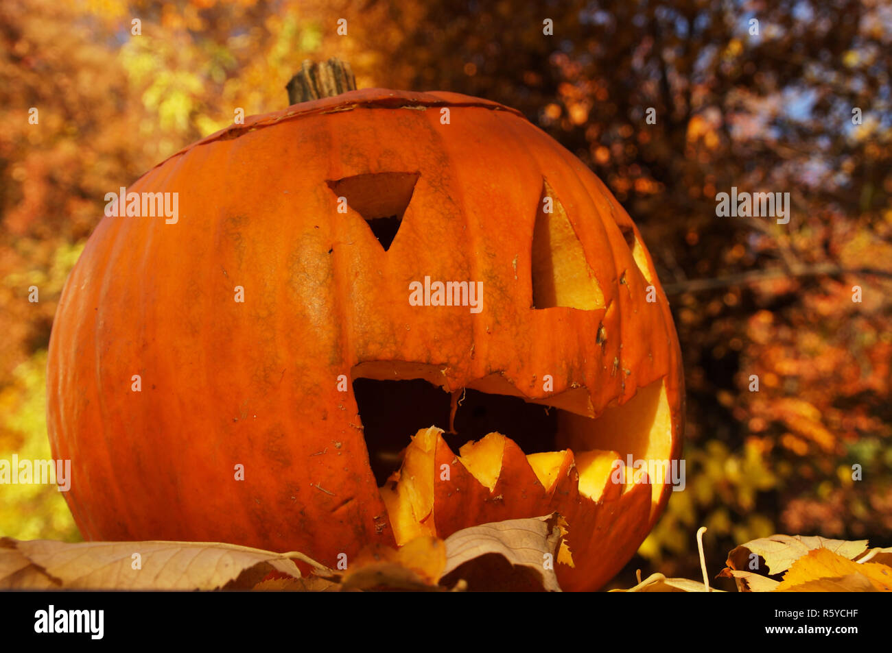 halloween pumpkin in the afternoon Stock Photo - Alamy