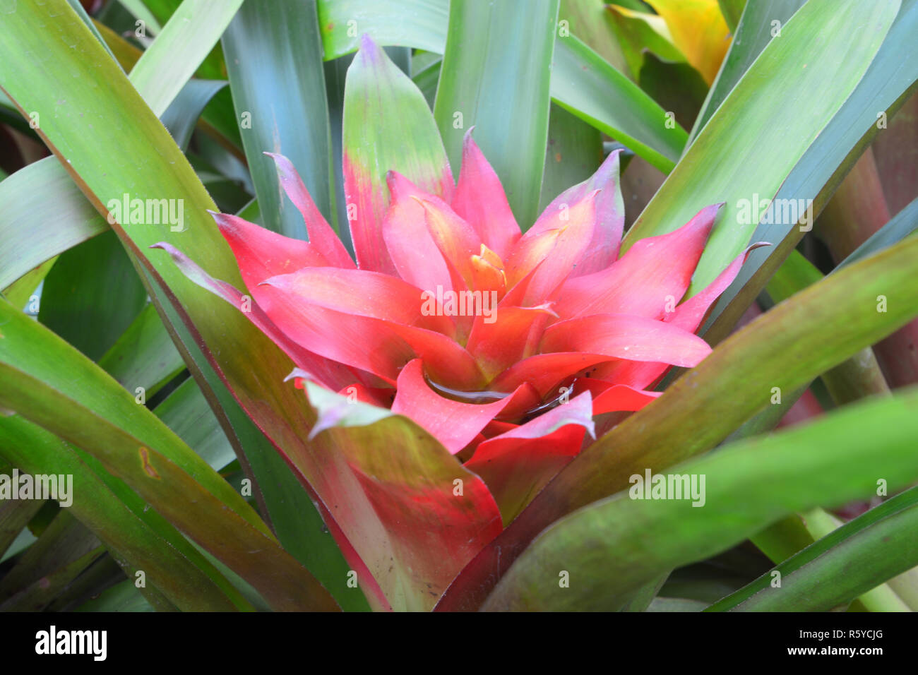Red bromeliads hi-res stock photography and images - Alamy