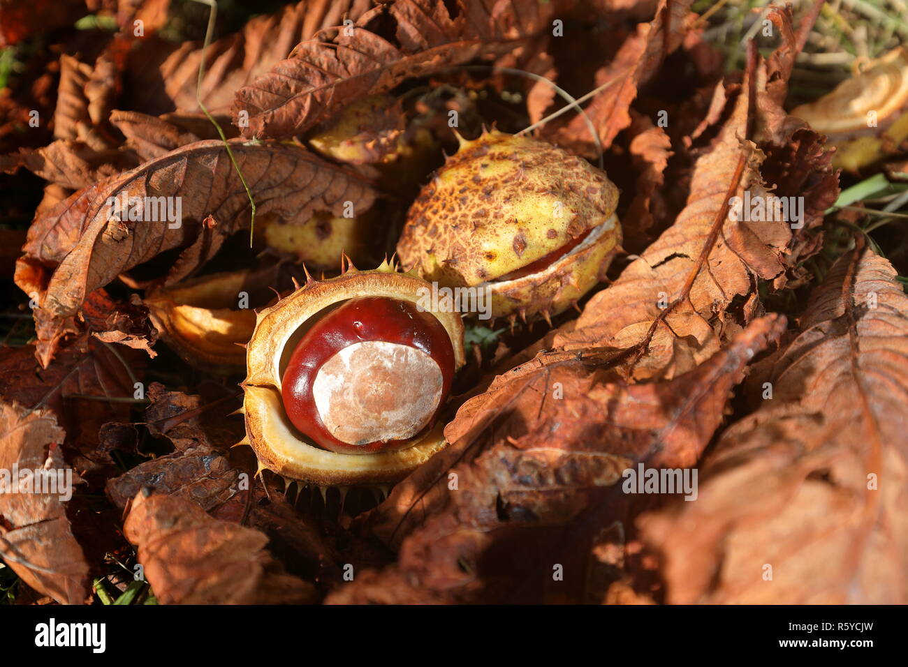 the common horse chestnut in autumn Stock Photo - Alamy